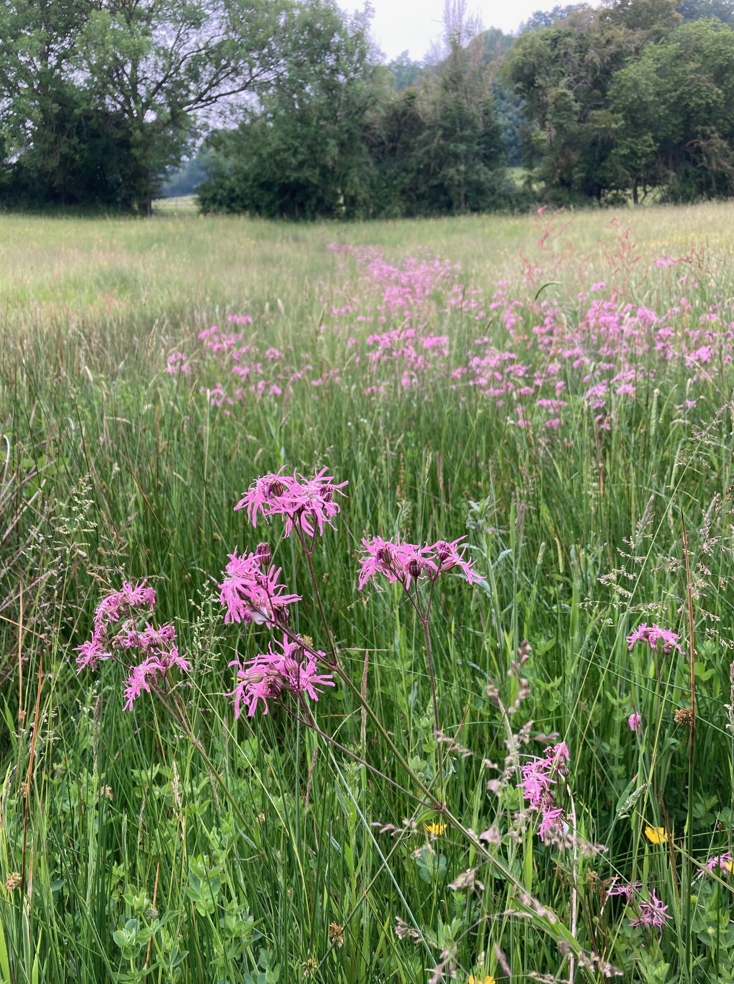 Open Meadows 2024: Sunday 9th June 10am to 4pm – Monmouthshire Meadows ...